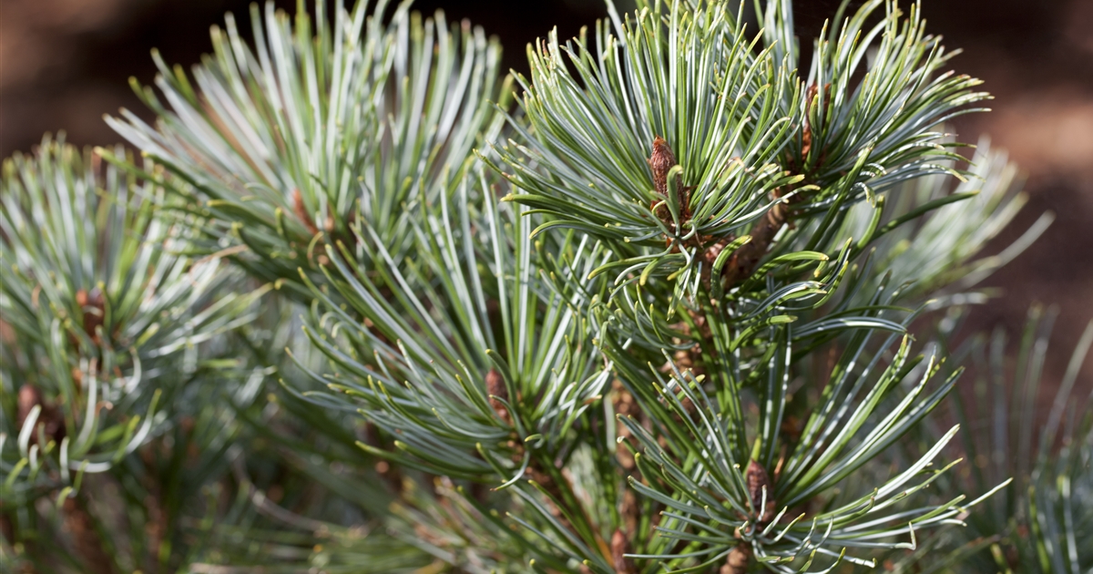 Pinus pumila Dwarf Blue, Ostasiatische Zwergkiefer - Park der Gaerten