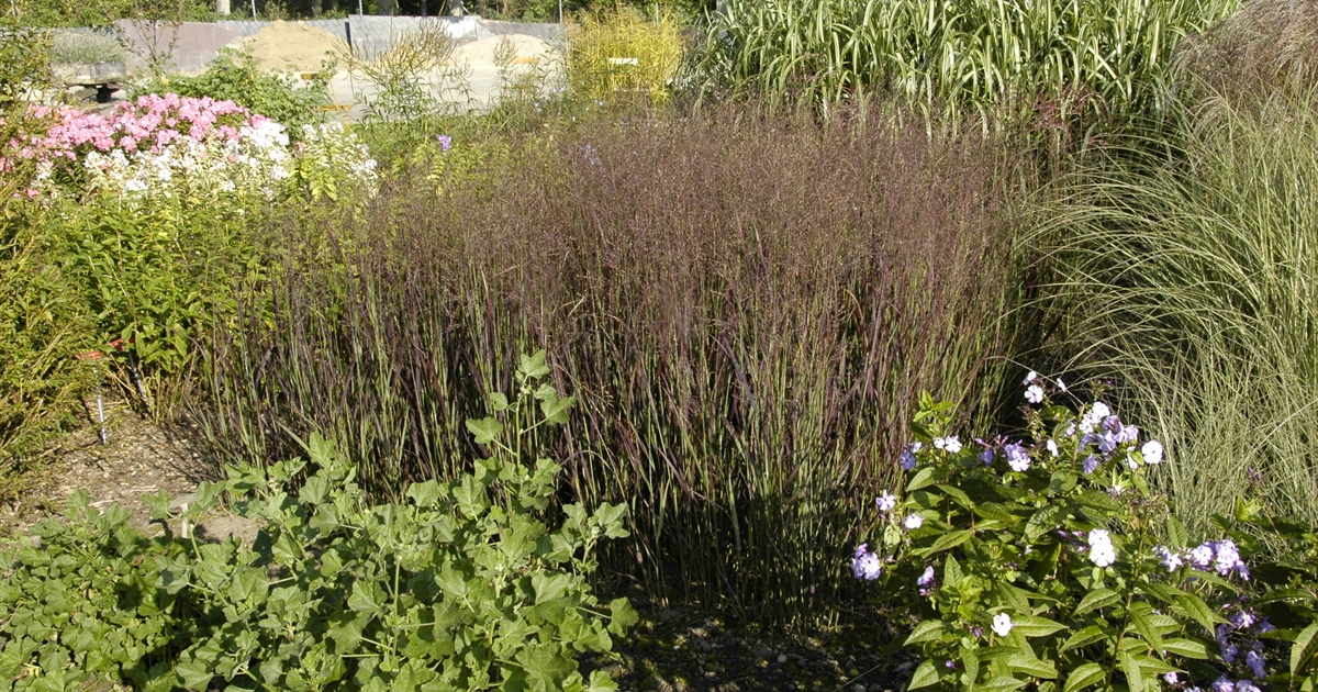 Panicum virgatum Heiliger Hain, Rutenhirse - Park der Gaerten