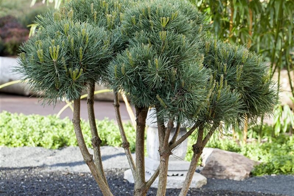Pinus sylvestris Watereri, Waldkiefer - Park der Gaerten