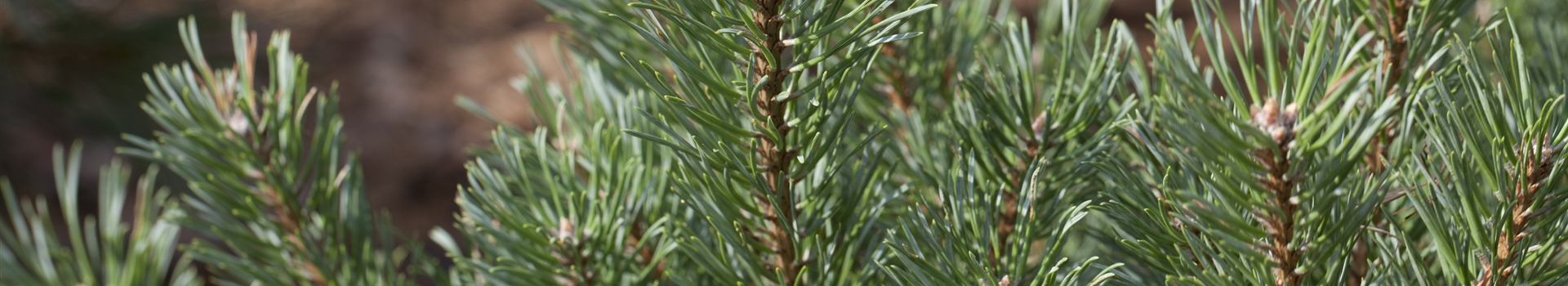 Pinus sylvestris Aurea Nisbeth, Gold-Zwergkiefer 'Aurea' - Park der Gaerten