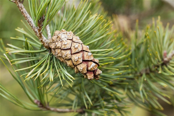 Pinus sylvestris, Waldkiefer - Park der Gaerten