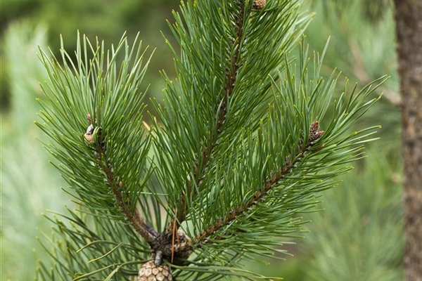 Pinus sylvestris, Waldkiefer - Park der Gaerten