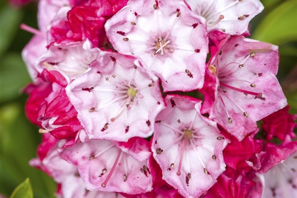 Kalmia latifolia Peppermint Stick, Berglorbeer - Park der Gaerten