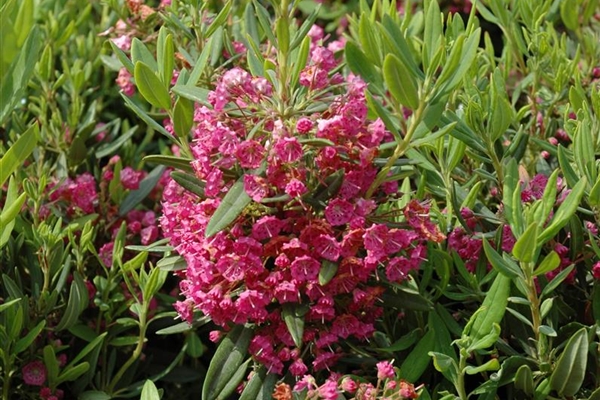 Kalmia latifolia Peppermint Stick, Berglorbeer - Park der Gaerten