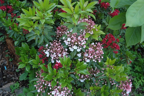 Kalmia latifolia Peppermint Stick, Berglorbeer - Park der Gaerten