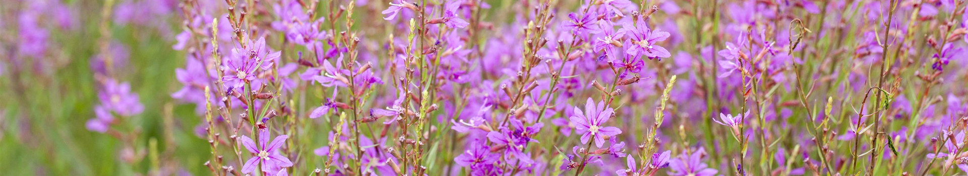 Lythrum virgatum Swirl, Weiderich - Park der Gaerten