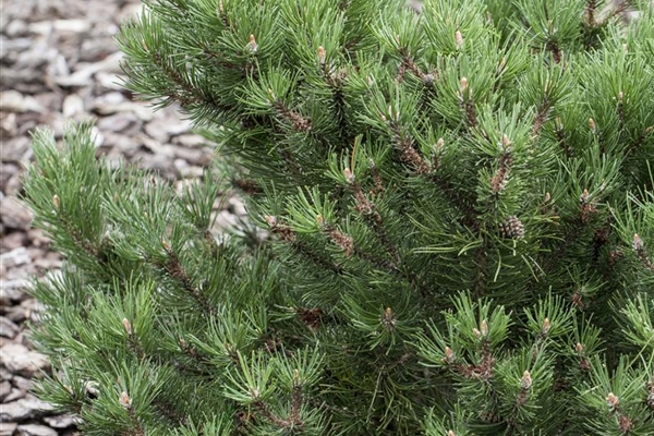 Pinus mugo Laurin, Krummholz-Kiefer, Bergkiefer - Park der Gaerten