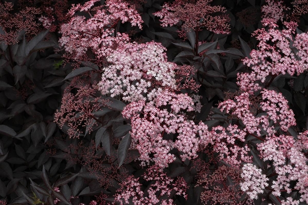 Sambucus nigra Black Beauty, Rotlaubiger Holunder, Schwarzblättriger ...