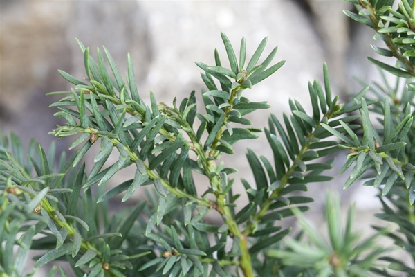 Taxus x media Stricta Viridis, Eibe - Park der Gaerten