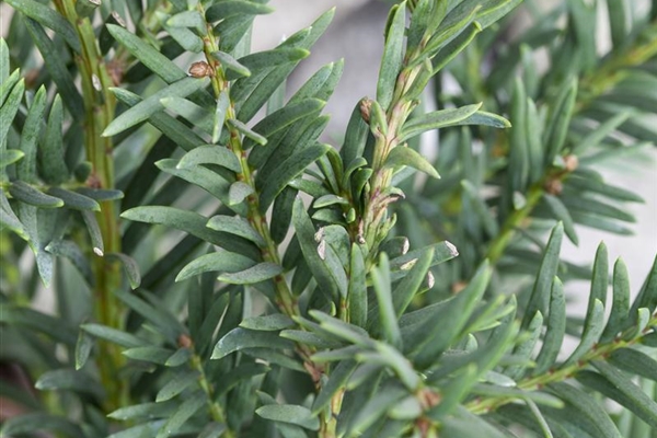 Taxus x media Stricta Viridis, Eibe - Park der Gaerten