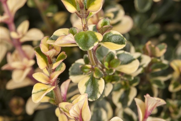 Thymus vulgaris, Thymian - Park der Gaerten