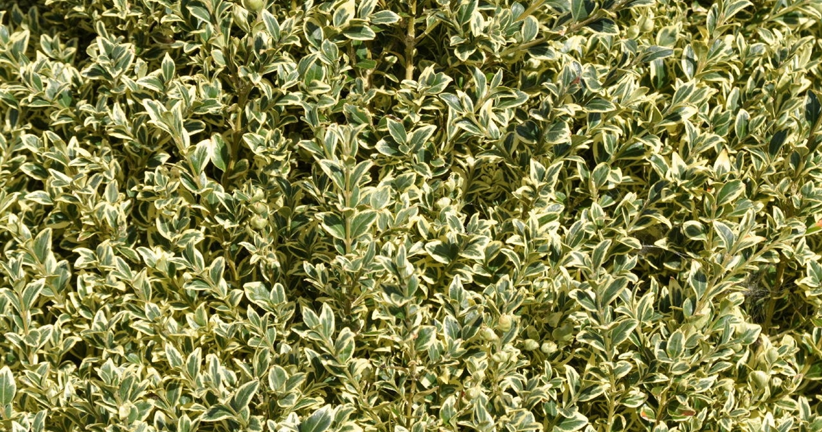 Buxus sempervirens Elegantissima, Buchsbaum - Park der Gaerten