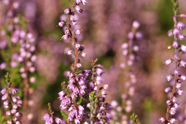 Calluna vulgaris Spring Torch, Sommerheide, Besenheide - Park der Gaerten