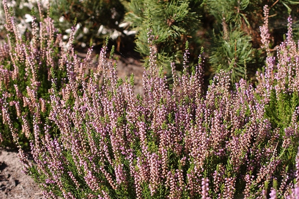 Calluna vulgaris Spring Torch, Sommerheide, Besenheide - Park der Gaerten