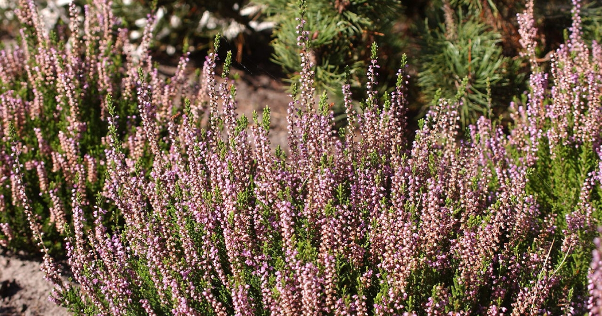 Calluna vulgaris Spring Torch, Sommerheide, Besenheide - Park der Gaerten