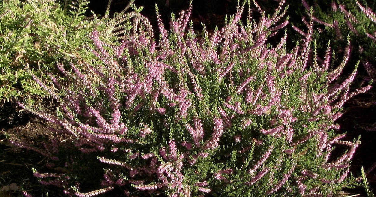 Calluna vulgaris Pink Gown, Sommerheide, Besenheide - Park der Gaerten