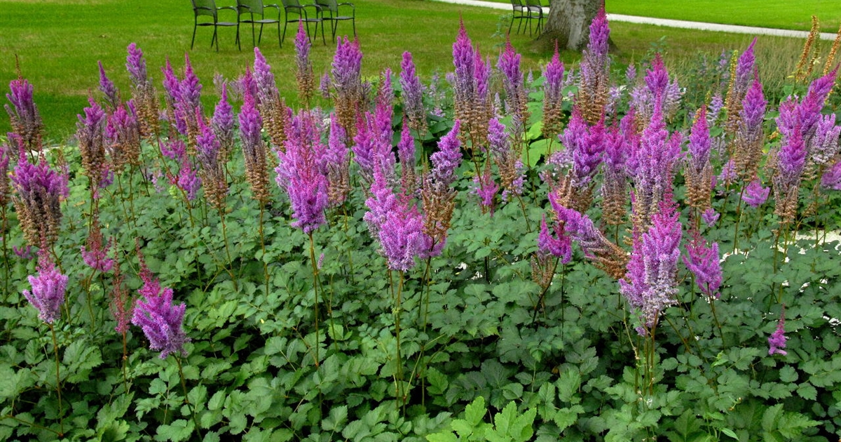 Astilbe chinensis var. taquetii Purpurlanze, Garten-Astilbe ...