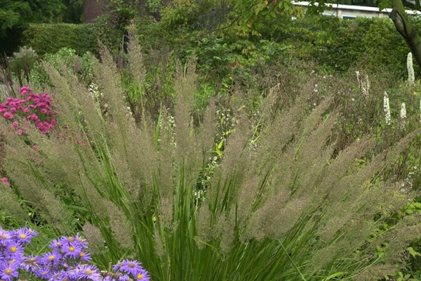 Calamagrostis brachytricha, Diamantgras - Park der Gaerten