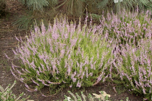 Calluna vulgaris Spitfire, Sommerheide, Besenheide - Park der Gaerten