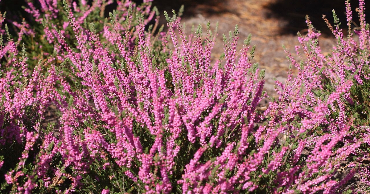 Calluna vulgaris Red Star, Sommerheide, Besenheide - Park der Gaerten