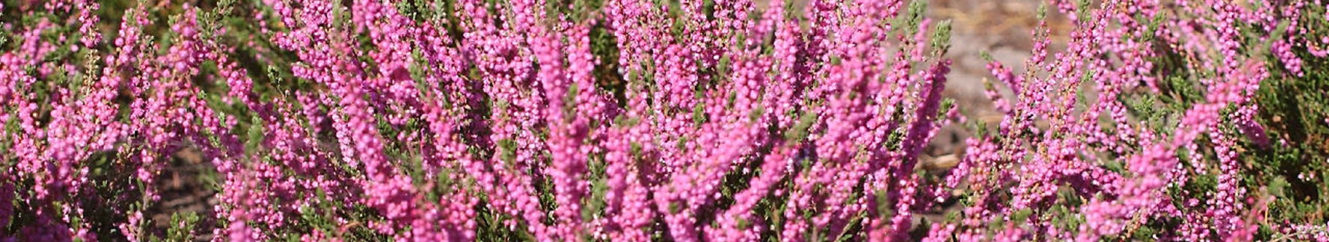 Calluna vulgaris Red Star, Sommerheide, Besenheide - Park der Gaerten