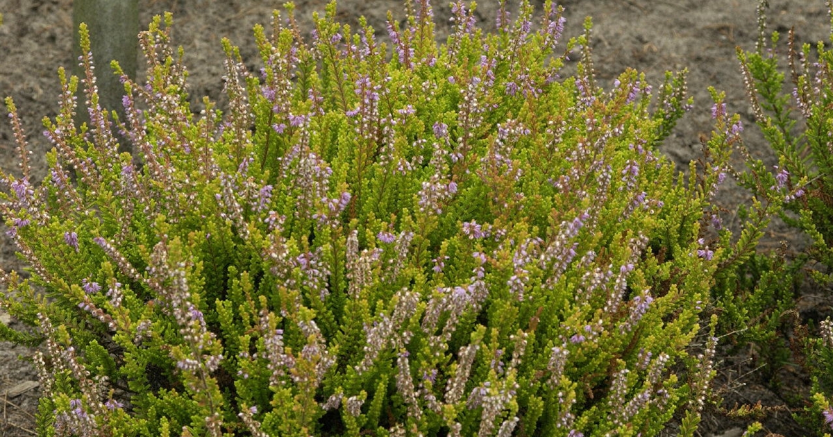 Calluna vulgaris Winter Fire, Sommerheide, Besenheide - Park der Gaerten