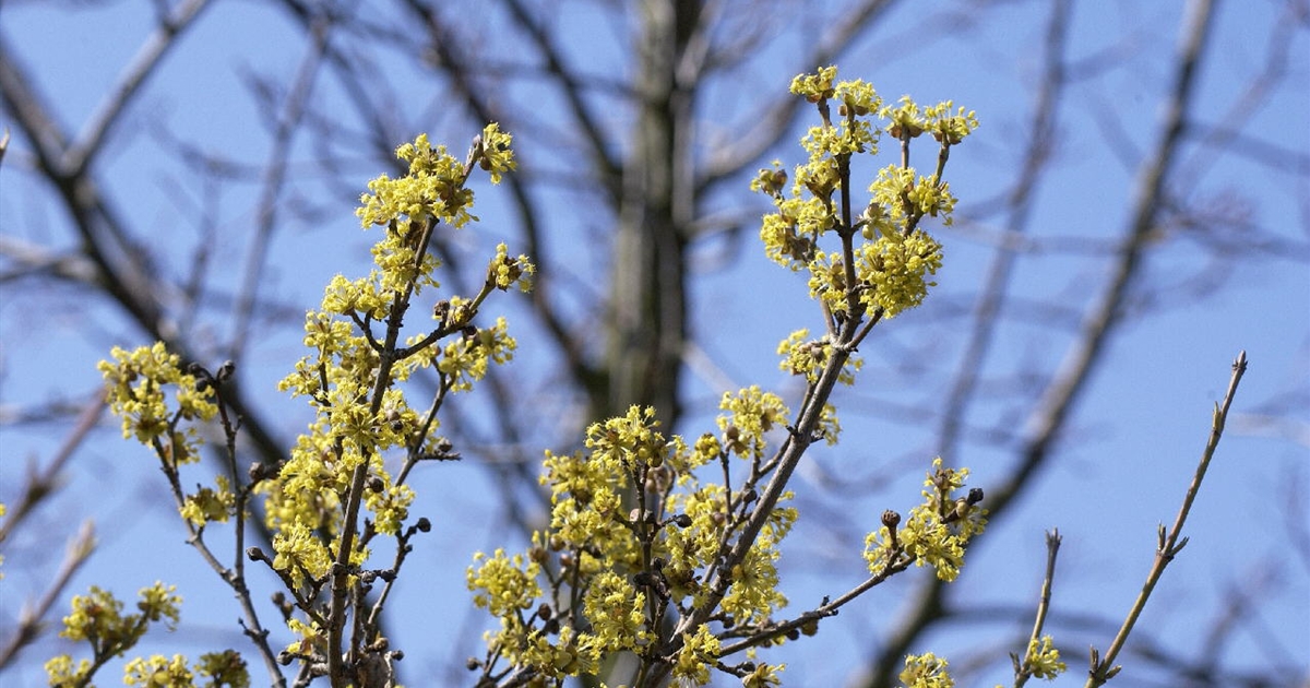 Cornus mas Aurea, Kornelkirsche - Park der Gaerten