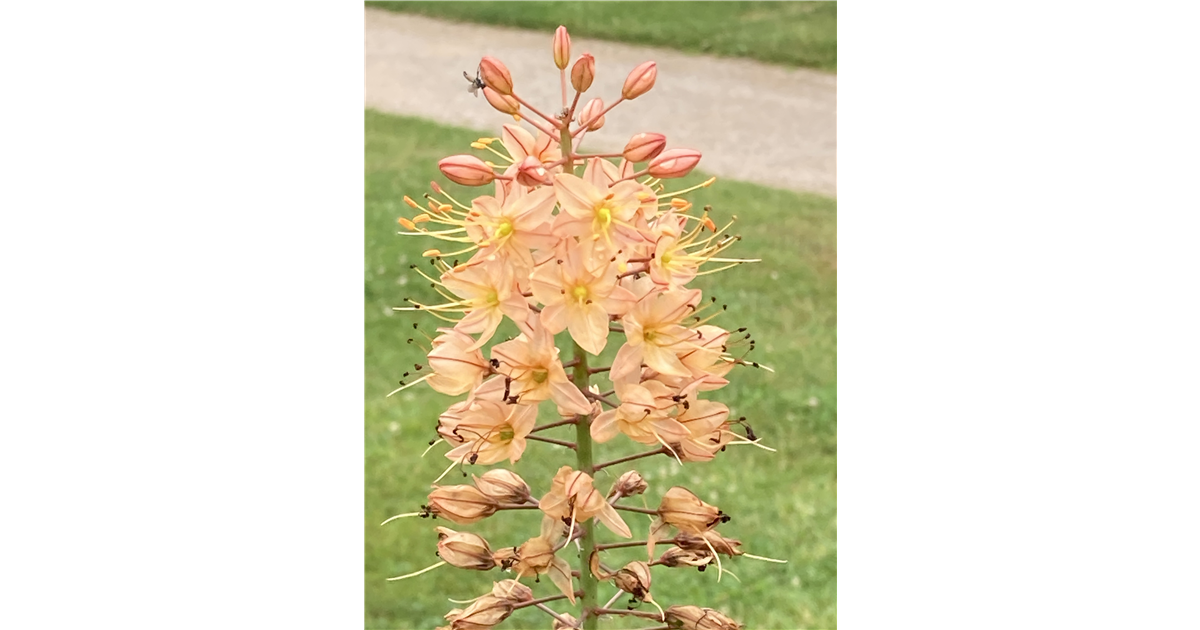 Eremurus 'Cleopatra', Steppenkerze 'Cleopatra' - Park der Gaerten
