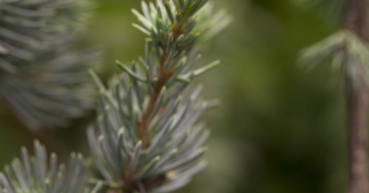 Cedrus libani 'Glauca Compacta', Libanon-Zeder - Park der Gaerten