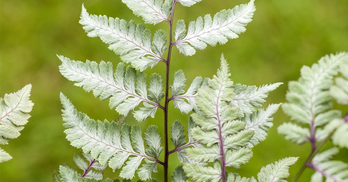 Athyrium niponicum var. pictum 'Silver Falls', Regenbogenfarn 'Silver ...