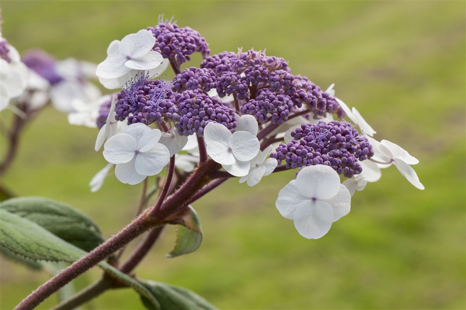Hydrangea villosa Hortensie Park der Gaerten